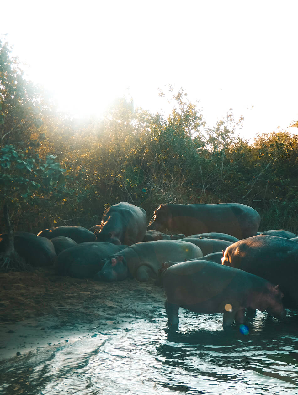 The 3 best South-African Game Parks for your first safari - Along Came ...