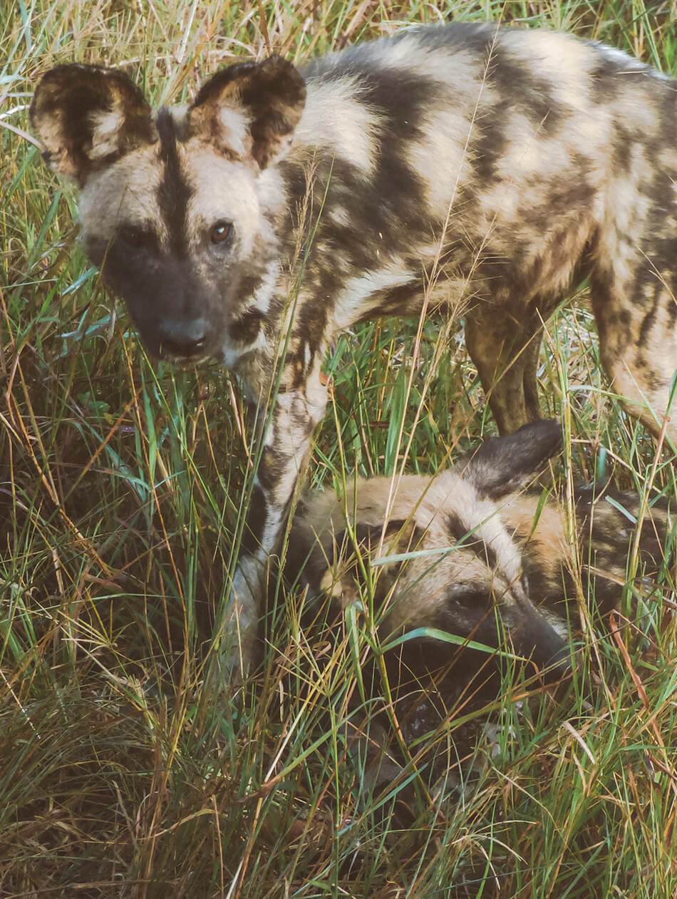 The 3 best South-African Game Parks for your first safari - Along Came ...