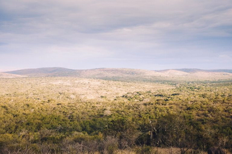 The 3 best South-African Game Parks for your first safari - Along Came ...