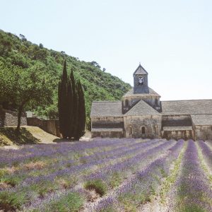 Visiting lavender fields in the Provence - Along Came An Elephant