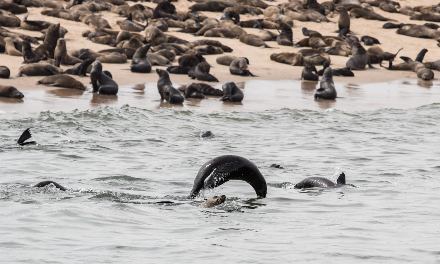 The day we took a boat cruise in Walvis Bay - seal spotting in Namibia ...
